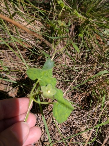 Dictyanthus reticulatus - PictureThis