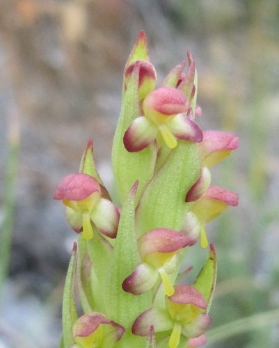 Disa bracteata - PictureThis