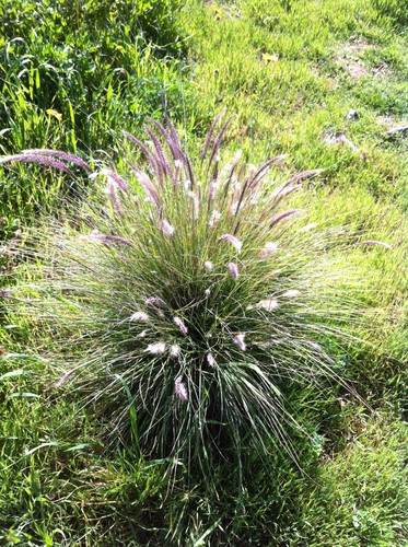 Cenchrus setaceus - PictureThis