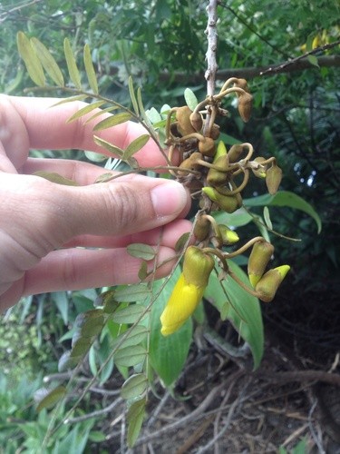 How to Plant and Grow North island kowhai(Sophora tetraptera)