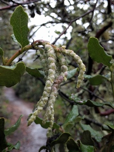Silk tassel bush Care (Watering, Fertilize, Pruning, Propagation ...