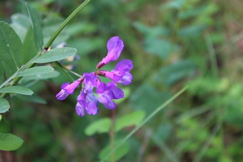 American Vetch (Vicia americana) Flower, Leaf, Care, Uses - PictureThis