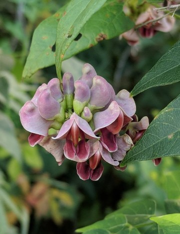 Apios americana 照顧，種植，繁殖，開花時間 - PictureThis