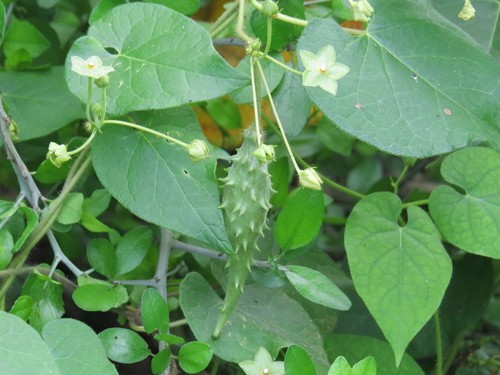 Pearl milkweed (Dictyanthus reticulatus) Flower, Leaf, Care, Uses ...