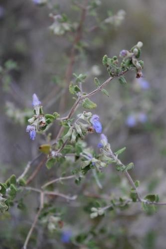 Salvia ballotiflora - PictureThis