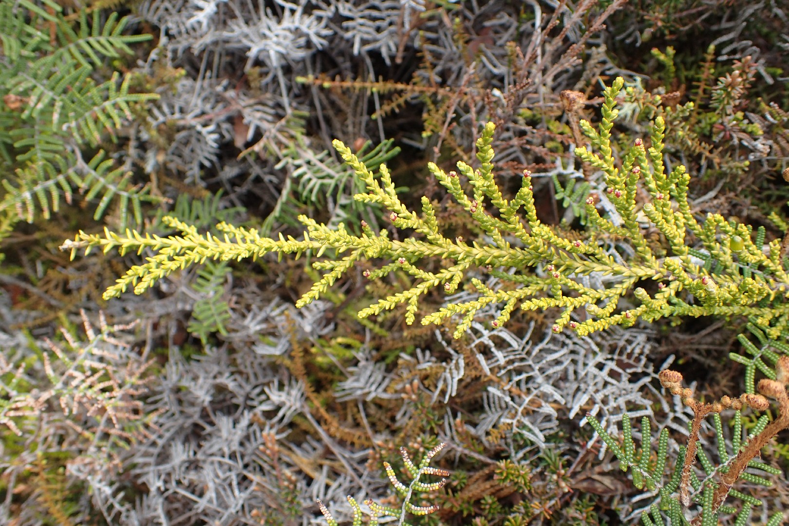 Lepidothamnus laxifolius - PictureThis