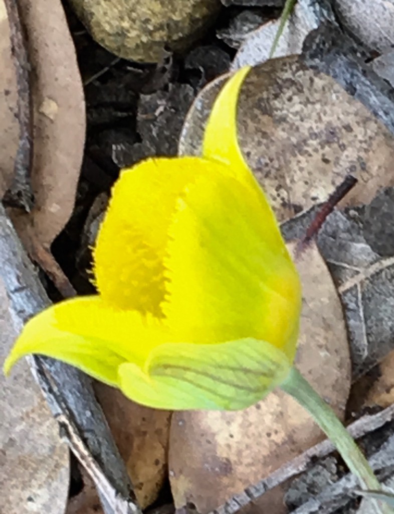 Calochortus monophyllus - PictureThis