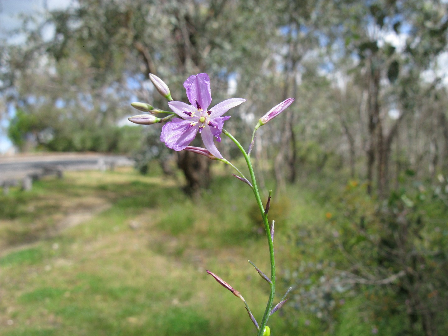 Dichopogon strictus - PictureThis