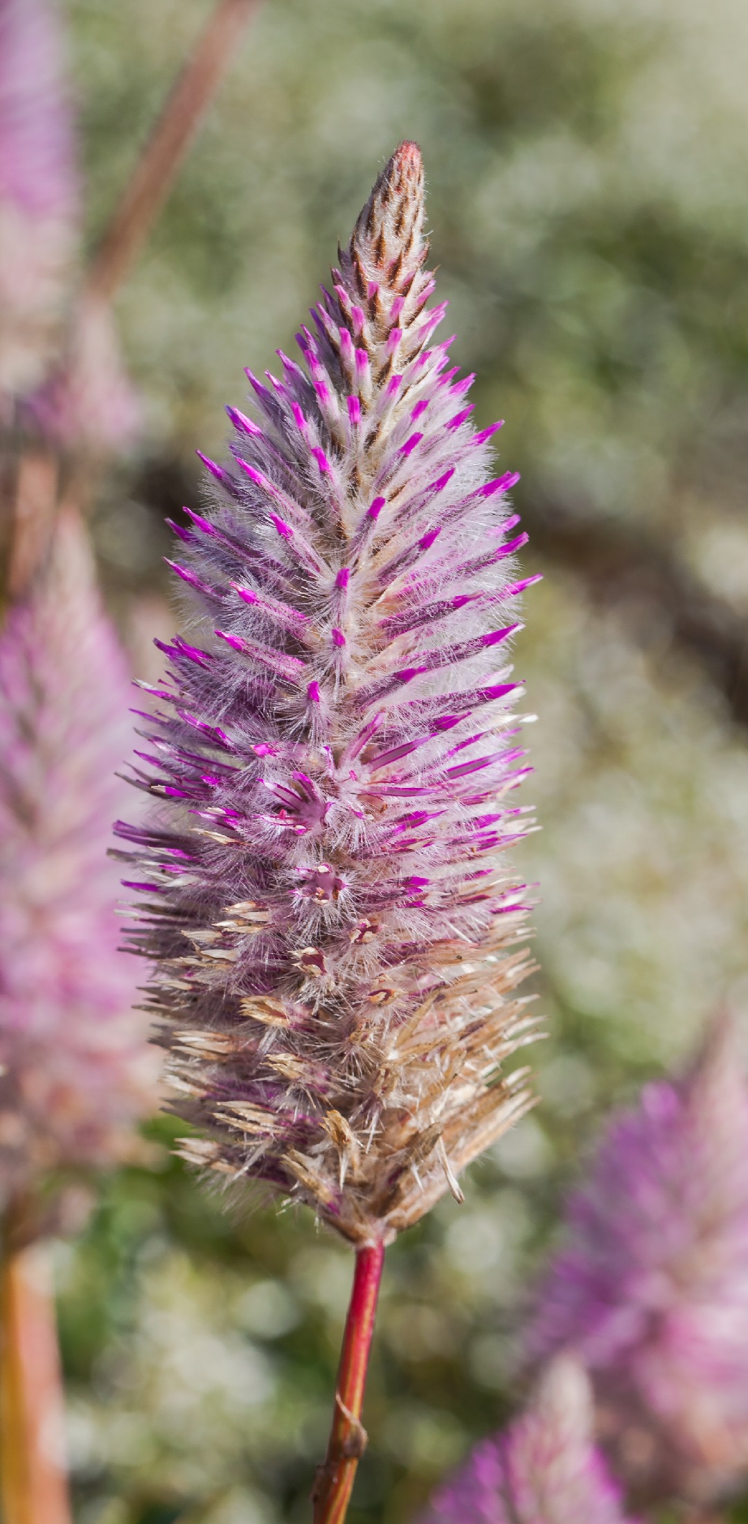 Ptilotus exaltatus - PictureThis