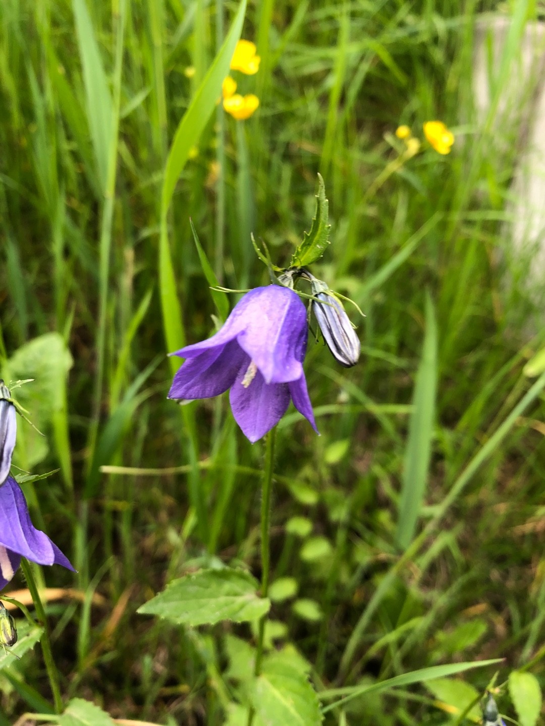Campanula rhomboidalis - PictureThis