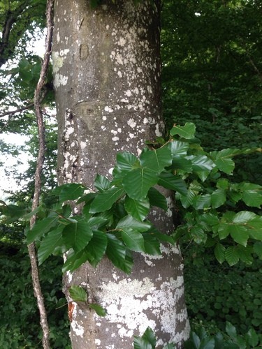 Faia-europeia (Fagus sylvatica) - PictureThis