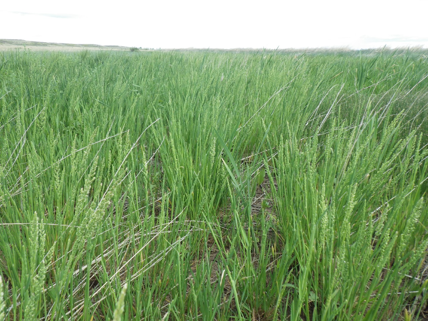 Бекманния восточная (Beckmannia syzigachne) - PictureThis