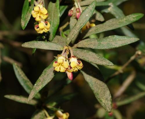 Pittosporum bicolor - PictureThis