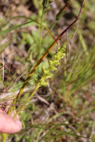 Microtis unifolia - PictureThis
