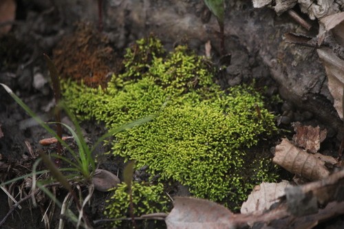 Anomodon moss (Anomodon rostratus) Flower, Leaf, Care, Uses - PictureThis