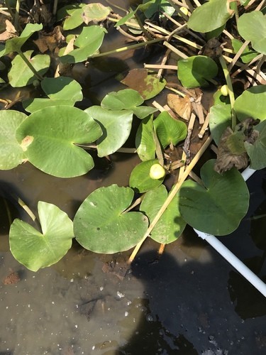 Spatterdock (Nuphar advena) Flower, Leaf, Care, Uses - PictureThis