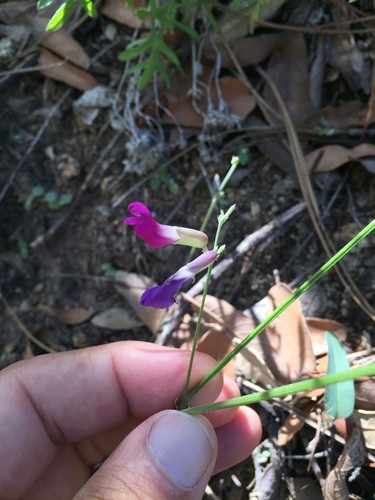 Cologania angustifolia - PictureThis