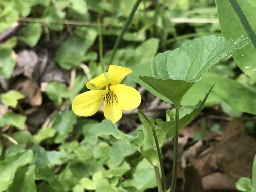 How to Plant and Grow Downy Yellow Violet(Viola pubescens)