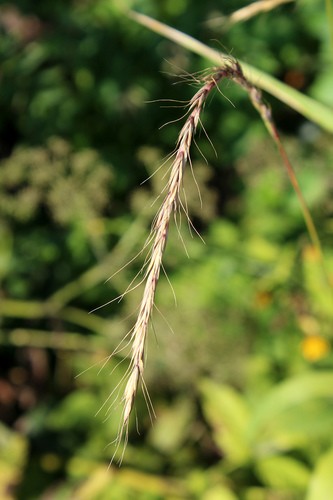 Awned wheat grass (Elymus caninus) Flower, Leaf, Care, Uses - PictureThis