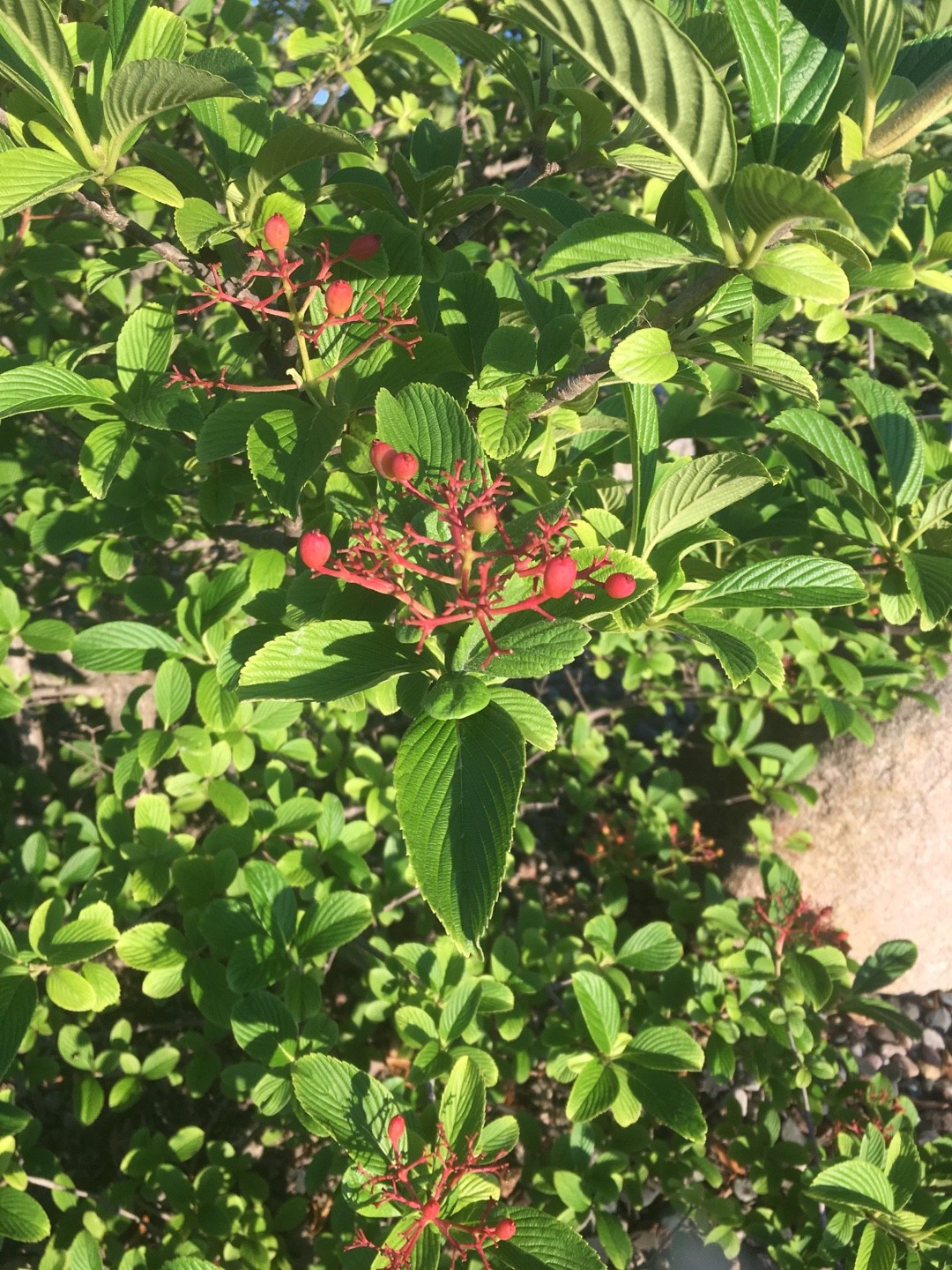 Viburnum Sieboldii Native Range