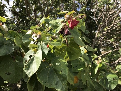 Sea hibiscus (Talipariti tiliaceum) Flower, Leaf, Care, Uses - PictureThis