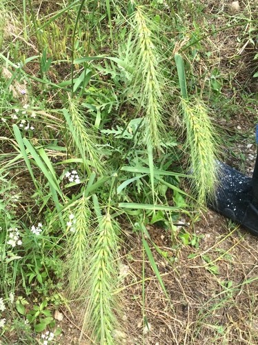 Canada Wildrye (Elymus canadensis) Flower, Leaf, Care, Uses - PictureThis