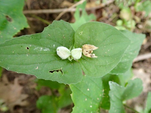 Downy Yellow Violet (Viola pubescens) Flower, Leaf, Care, Uses ...