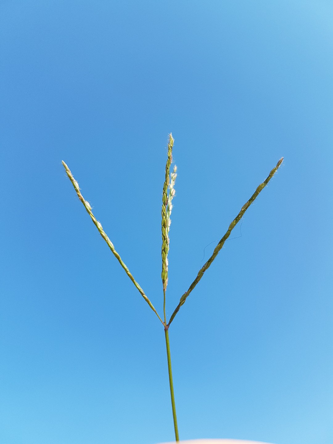 Rumput Jari (Digitaria sanguinalis) - PictureThis