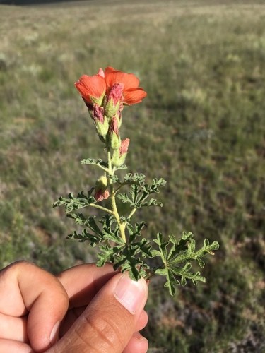 Sphaeralcea coccinea - PictureThis