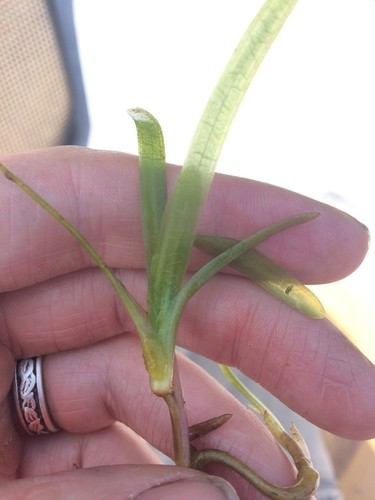 American eelgrass (Vallisneria americana) Flower, Leaf, Care, Uses ...