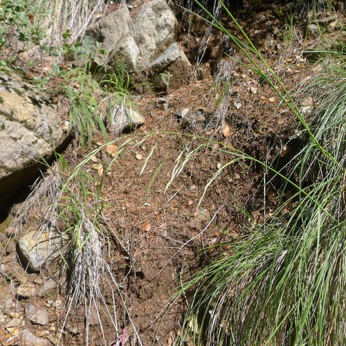 California Fescue (Festuca californica) Flower, Leaf, Care, Uses ...