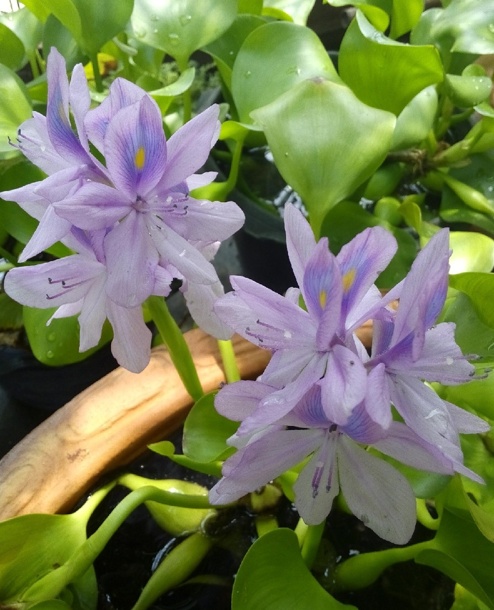 Cuidado Del Jacinto De Agua