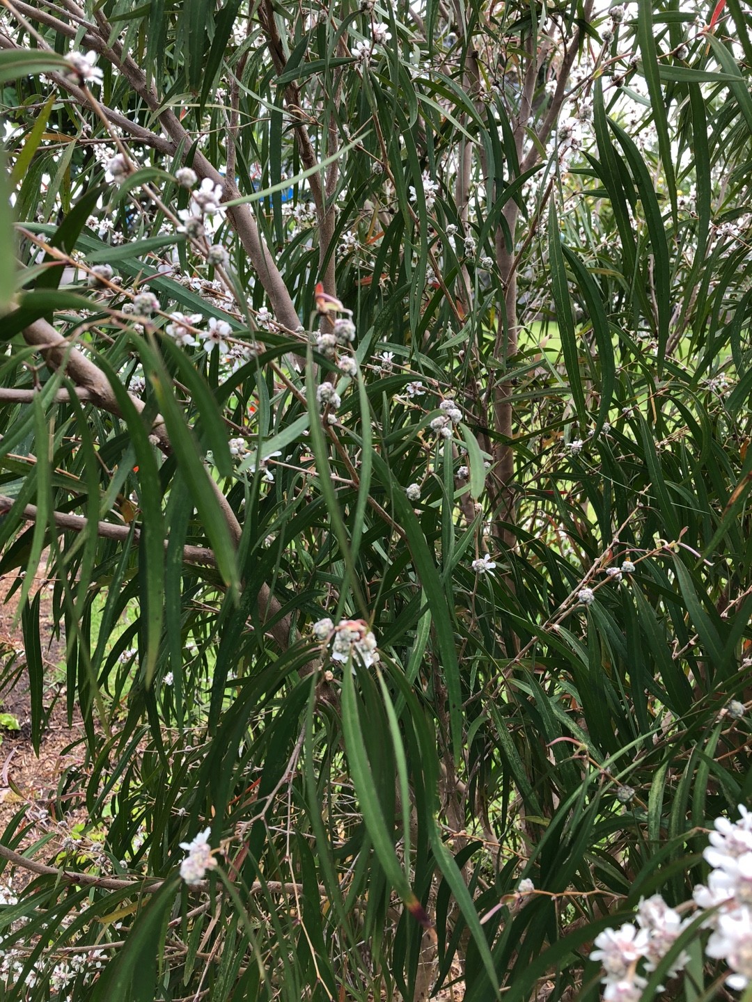 Agonis flexuosa 照顧，種植，繁殖，開花時間 - PictureThis