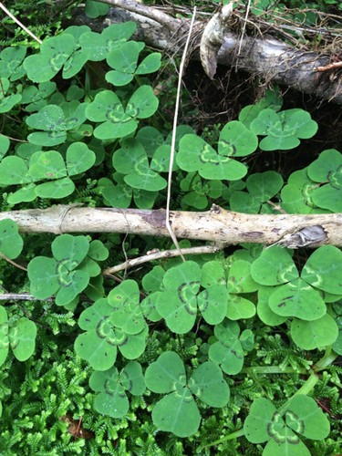 How to Plant and Grow Blue-oxalis(Parochetus communis)