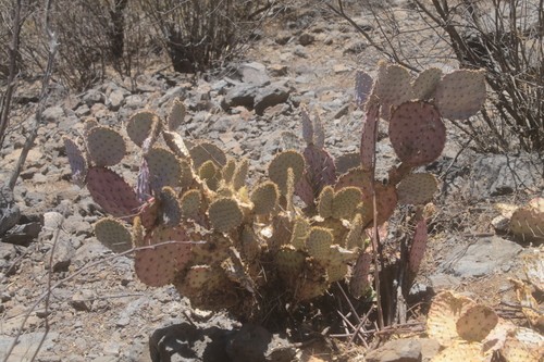 Nopal morado (Opuntia gosseliniana) - PictureThis
