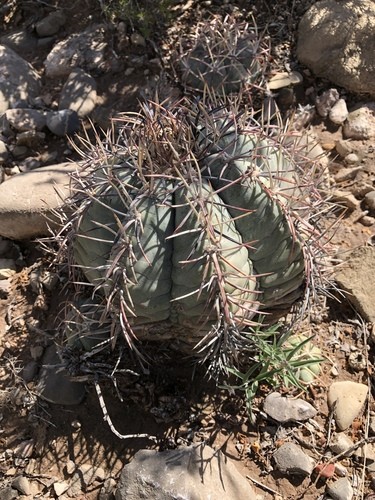 Barrel Cactus (Echinocactus) Flower, Leaf, Care, Uses - PictureThis