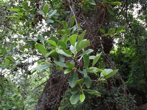 Aliso blanco (Alnus rhombifolia) - PictureThis