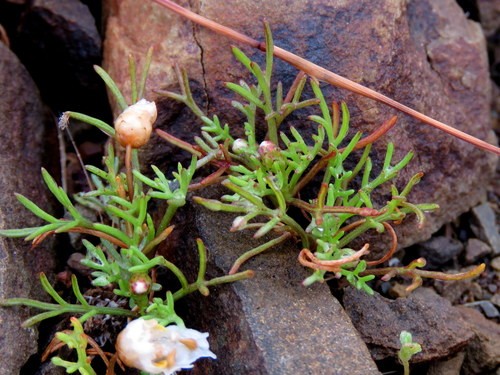 Ursinia Flower, Leaf, Care, Uses - PictureThis