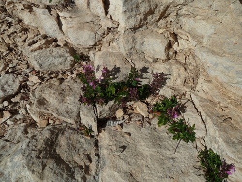 Дубровник обыкновенный (Teucrium chamaedrys) - PictureThis