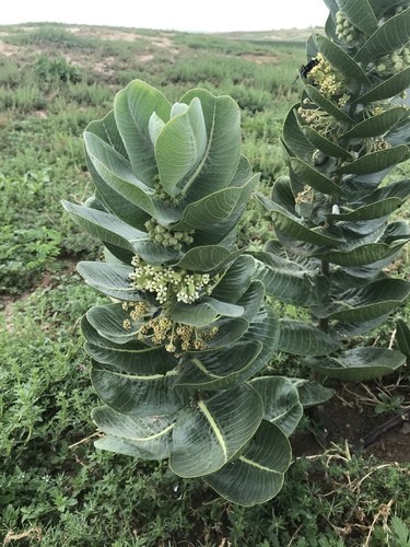 Broadleaf milkweed (Asclepias latifolia) Flower, Leaf, Care, Uses ...