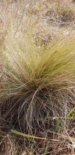 Serrated tussock grass (Nassella trichotoma) Flower, Leaf, Care, Uses ...