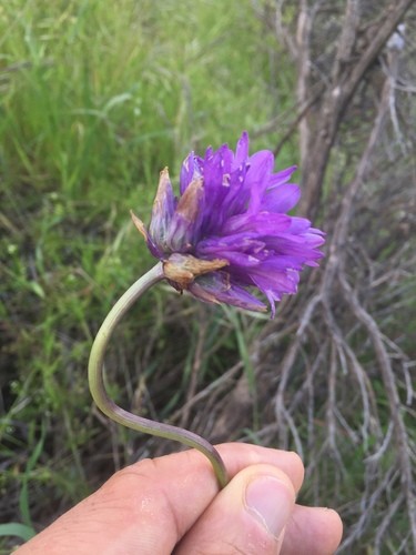 How to Plant and Grow Ookow(Dichelostemma congestum)
