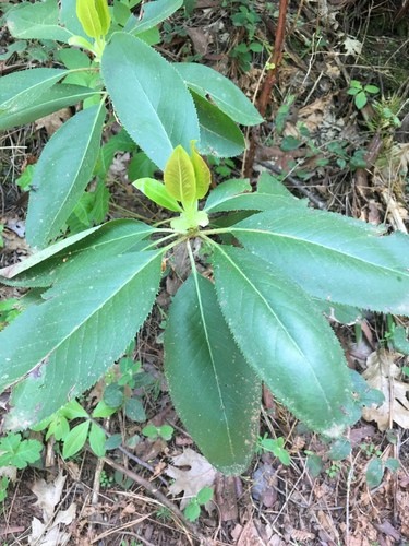 How to Plant and Grow Pacific madrone(Arbutus menziesii)