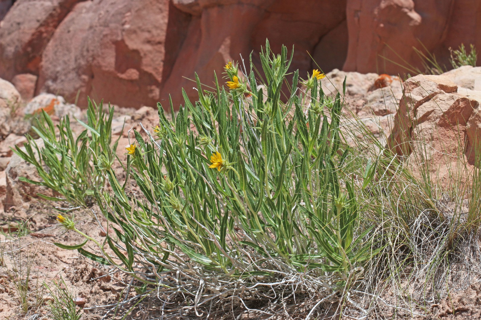 Scabrethia scabra - PictureThis