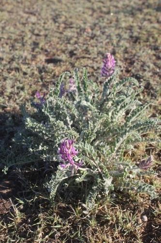 Woolly Locoweed Care (Watering, Fertilize, Pruning, Propagation ...