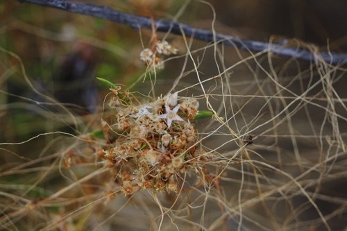 Cuscuta californica - PictureThis
