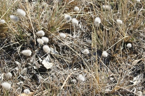 兔尾草 (Lagurus ovatus) 照顧，種植，繁殖，開花時間 - PictureThis