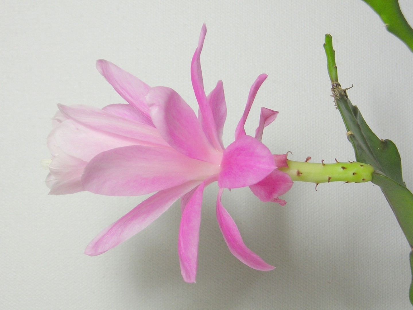 Nopalillo (Disocactus phyllanthoides) - PictureThis
