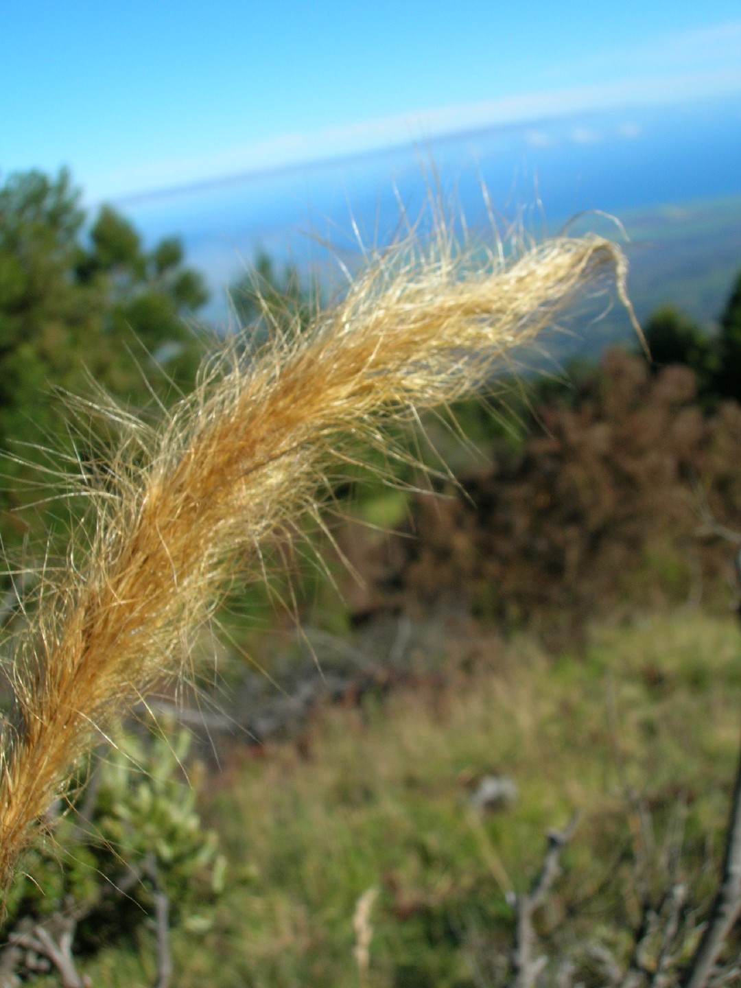 Plume grass Care (Watering, Fertilize, Pruning, Propagation) - PictureThis