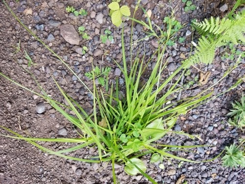 Fibrous-root sedge (Carex communis) Flower, Leaf, Care, Uses - PictureThis